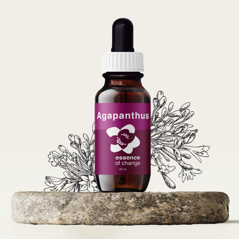 Agapanthus Flower Essence - Guidance – Essence Of Change